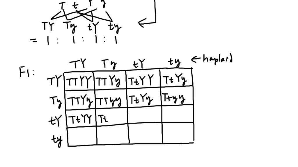 SOLVED: If T stands for Tall and t stands for short. Y stands for ...