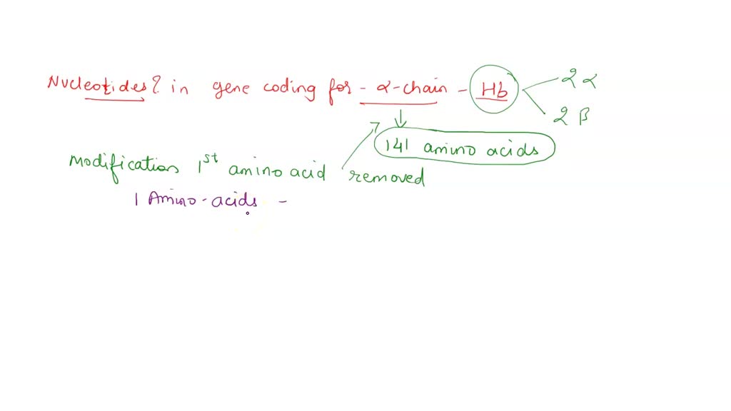 SOLVED: 23 Following translation the alpha polypeptide chain of ...