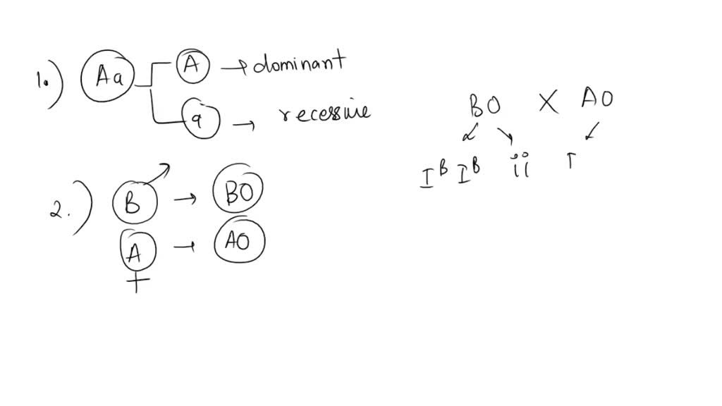 SOLVED: Possible phenotypes of kids: Phenotype 1: A+ Phenotype 2: O+