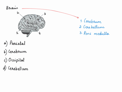 Label the cerebrum Label each anatomical structure on the diagram of ...