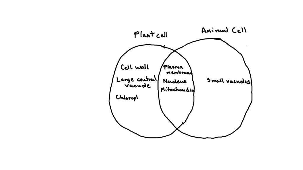 SOLVED: 21. What are the similarities and differences between a plant ...