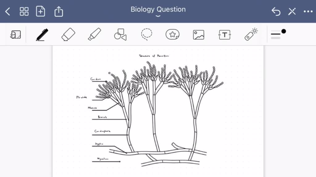 SOLVED: What structures would you expect to see if you examined a blue ...