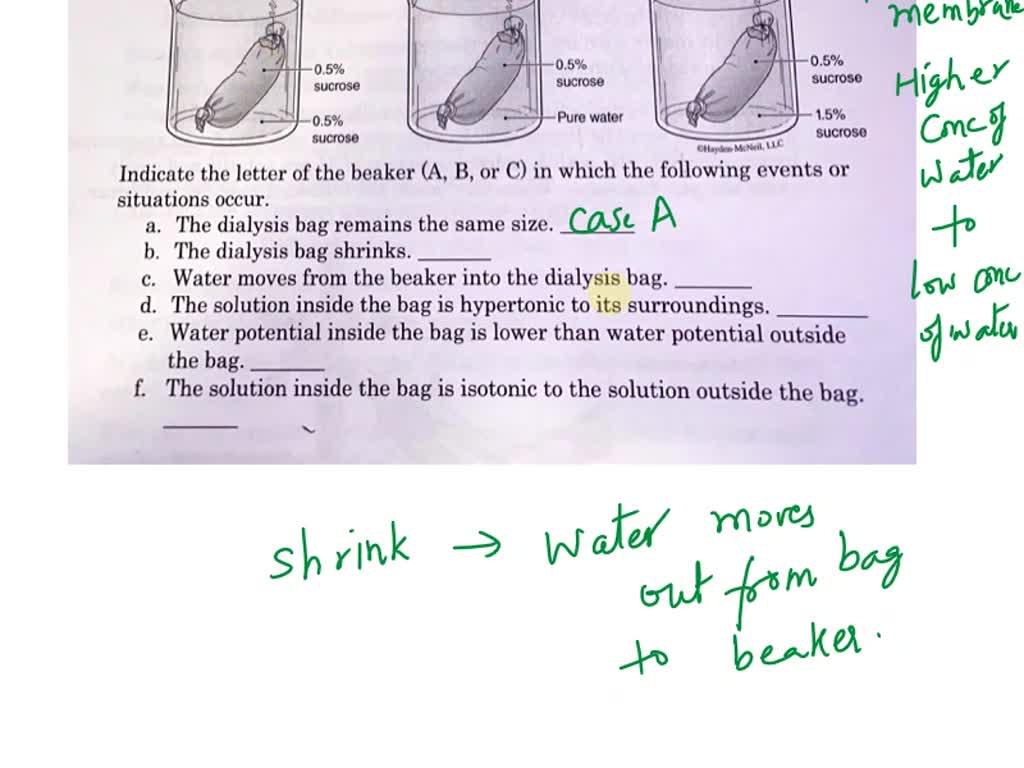 SOLVED: 0.5% sucrose solution is placed in beakers. Dialysis bags are ...
