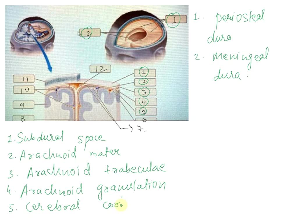 SOLVED: Drag the appropriate labels to their respective targets. Reset ...