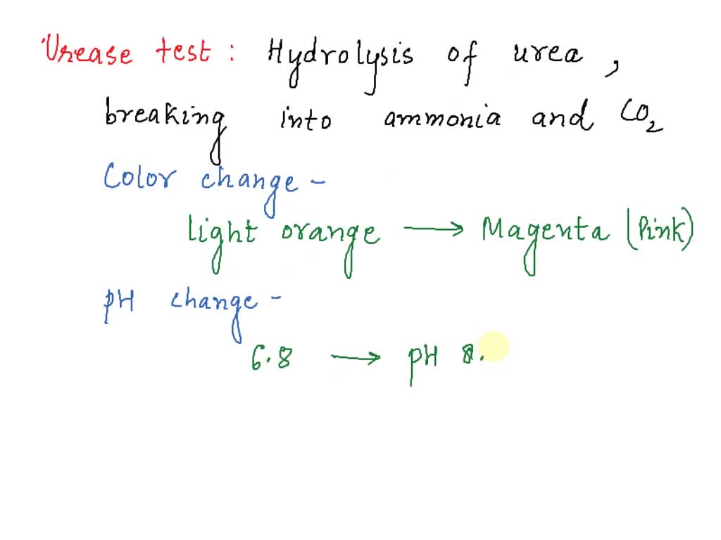 SOLVED: phenol red is the indicator in the urease test and in ...
