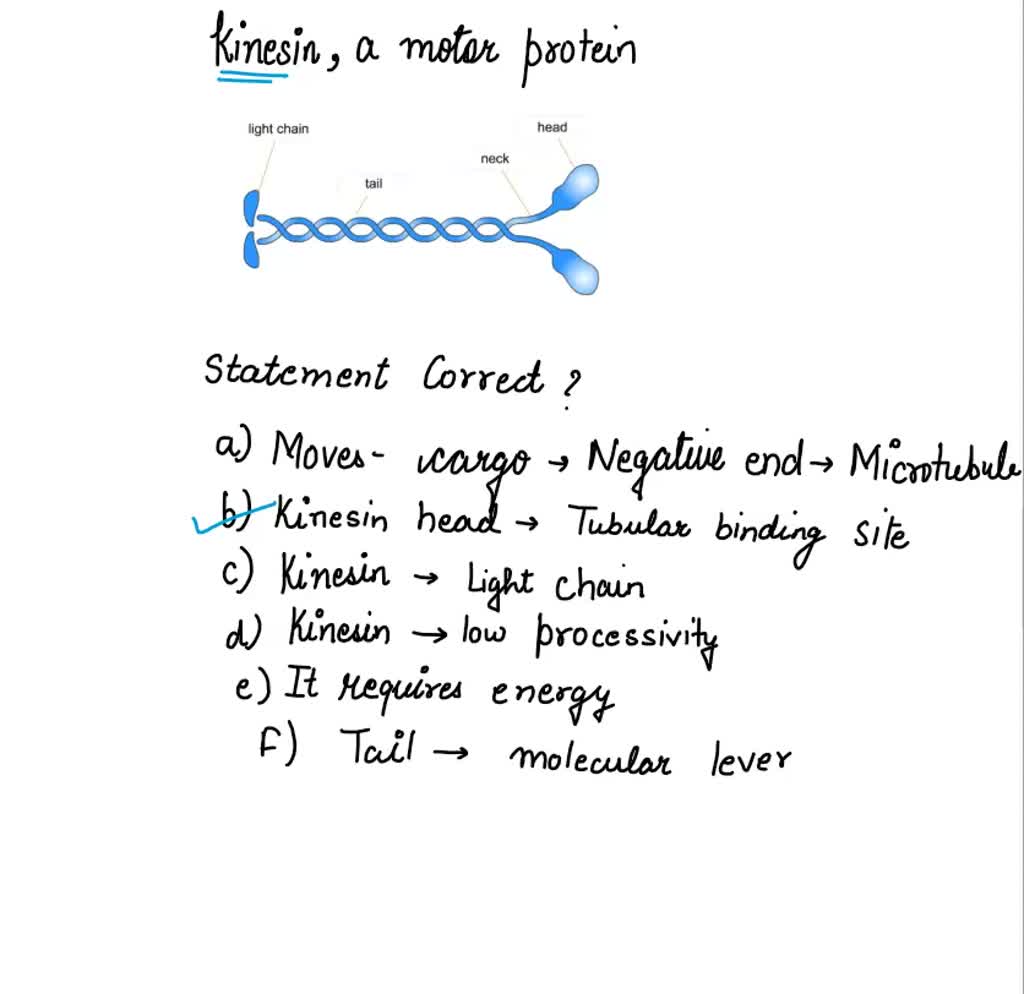 SOLVED: Kinesin, a motor protein, is shown below. Label the structure ...