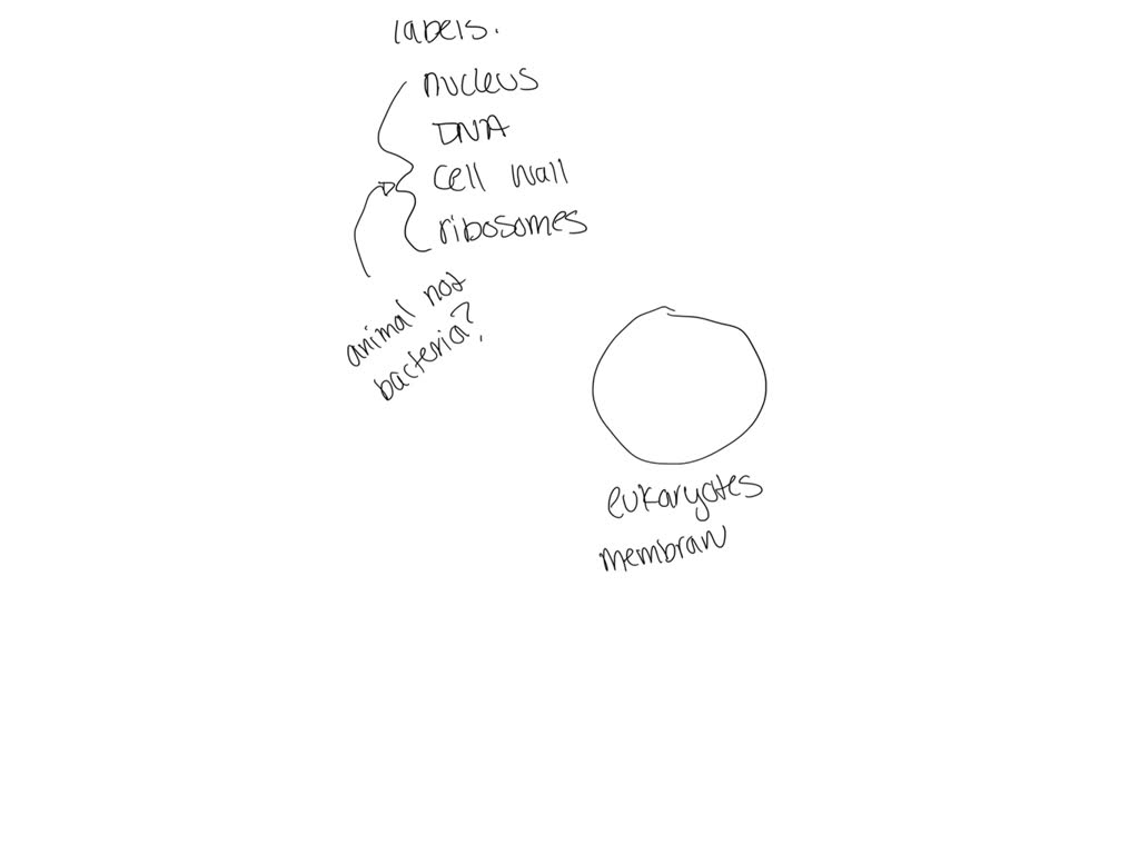 SOLVED: 'Chad drew a diagram to compare animal cells and bacterial ...