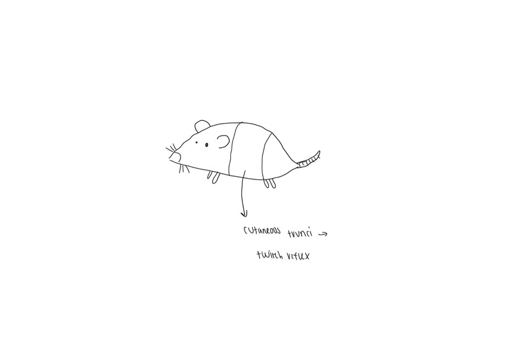 SOLVED: In a rat's what muscle causes the skin to twitch? and why is a ...