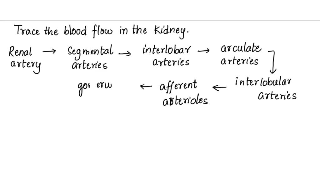 SOLVED: Trace the path taken by one red blood cell from the renal ...