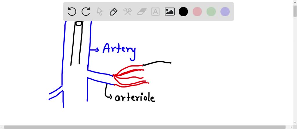 SOLVED: Activity #2: Review the anatomy of blood vessels using the ...