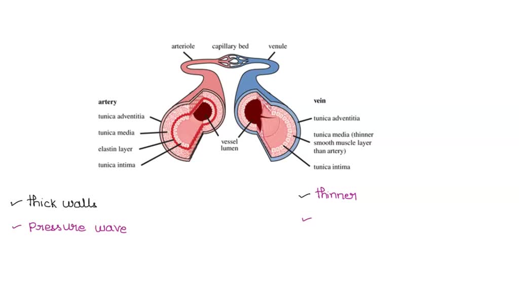 SOLVED: Blood Vessel Structure, Arteries, and Veins PART A: Assessment ...