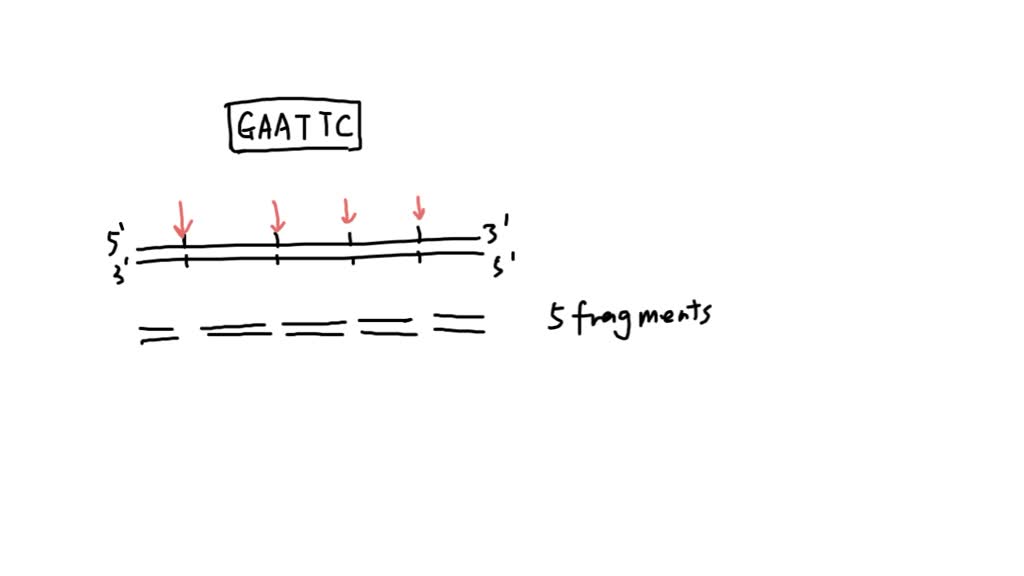 SOLVED: An important feature of restriction enzymes is that each enzyme ...