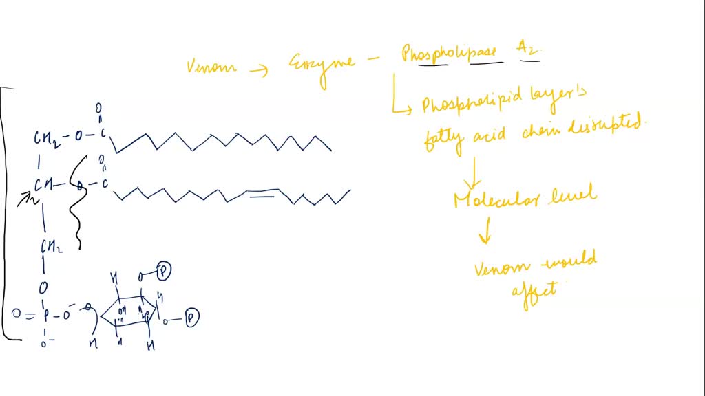 SOLVED: Snake venom contains the enzyme phospholipase A2. This enzyme ...