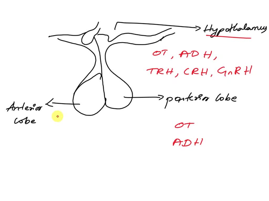 SOLVED: Indicate the secretion site of each hormone. Hypothalamus: ACTH ... SOLVED: Indicate the secretion site of each hormone. Hypothalamus: ACTH ...