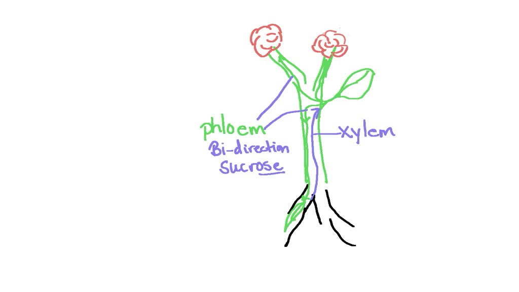 SOLVED: 'Which row of the table below shows substances transported ...
