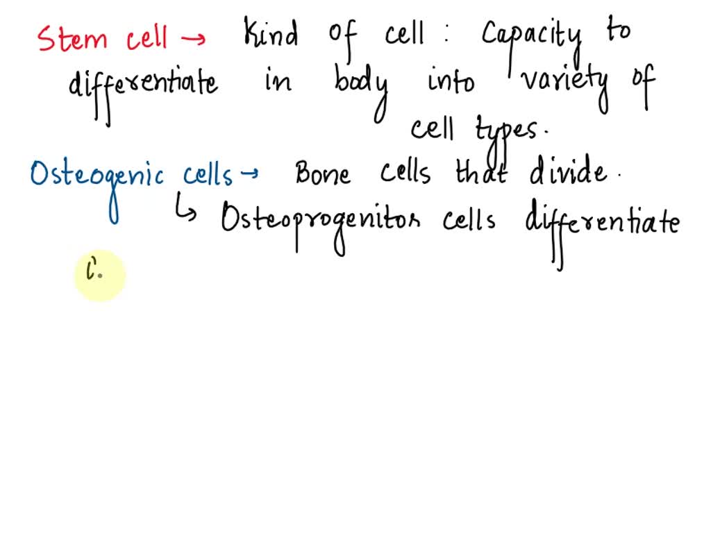Bone Cellsosteoblasts Osteocytes And Osteoclasts