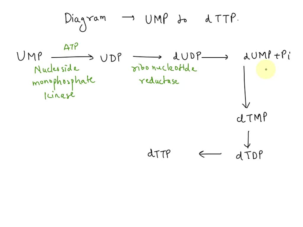 SOLVED: Diagram the biosynthetic pathway from UMP to dTTP. Use ...
