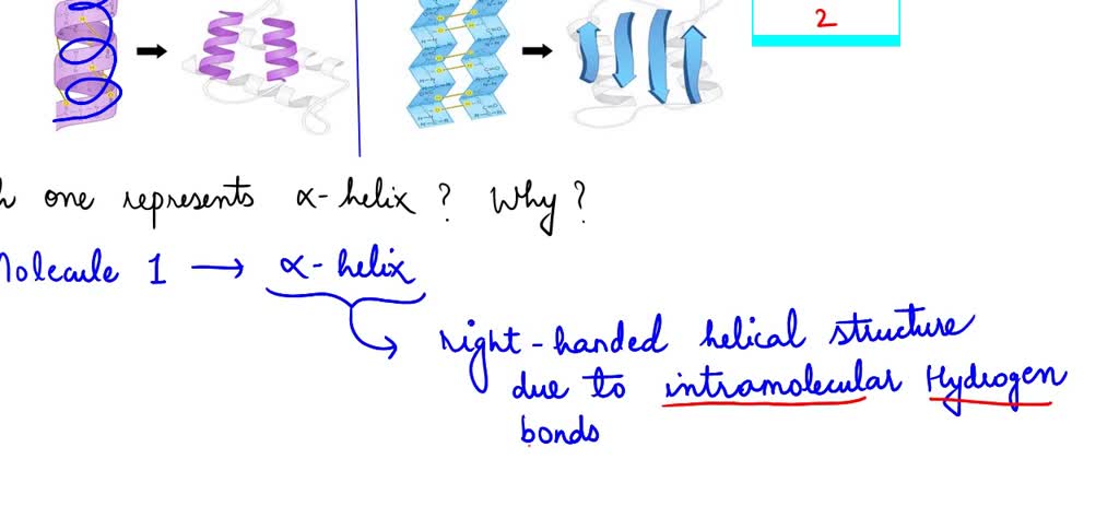 SOLVED: Secondary protein structure can take the form of the following ...