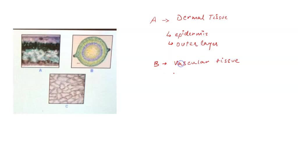 SOLVED: 'Identifying Plant Tissues Identify the plant tissues in the ...