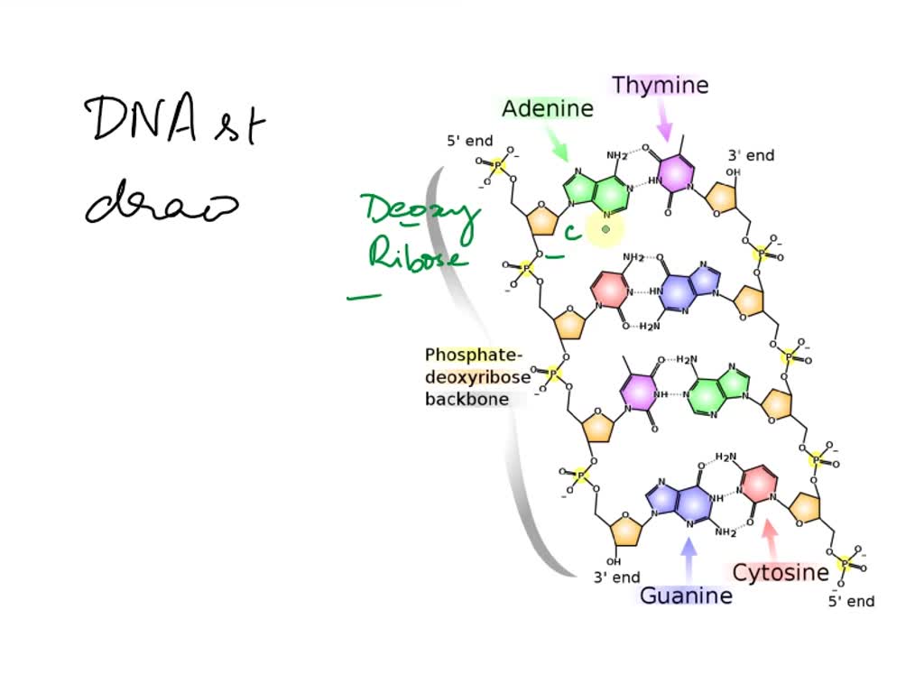 SOLVED: Help with question 4: Below are images of deoxyadenosine and ...