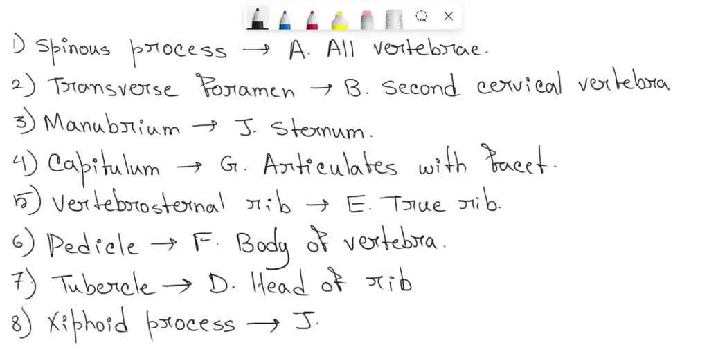 SOLVED: Axial Skeleton: Ribs, vertebrae, sacrum, skull Cervical ...