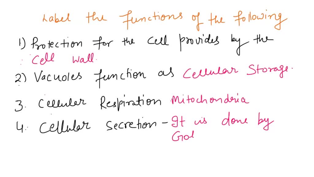 SOLVED: Label the functions of the seven structures of this generalized ...