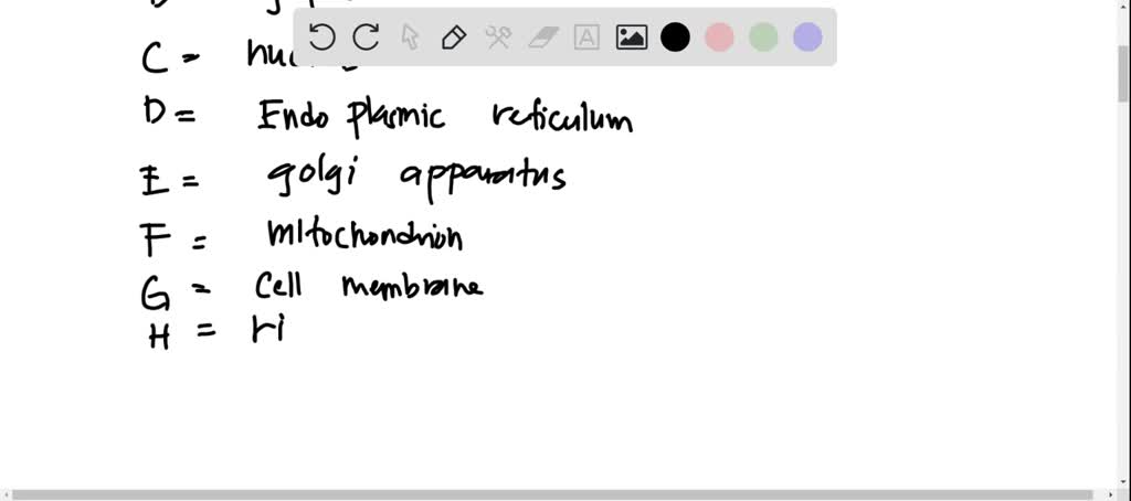 SOLVED: What is the name of the organelle in Euka Smooth ryotic cells ...
