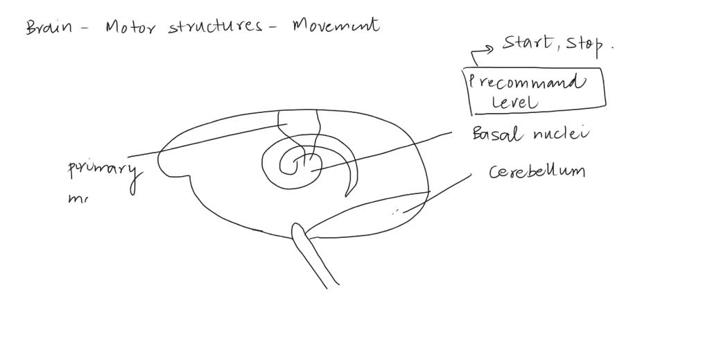 SOLVED: Label the levels of hierarchy of motor control and associated structures. Reset Help ...