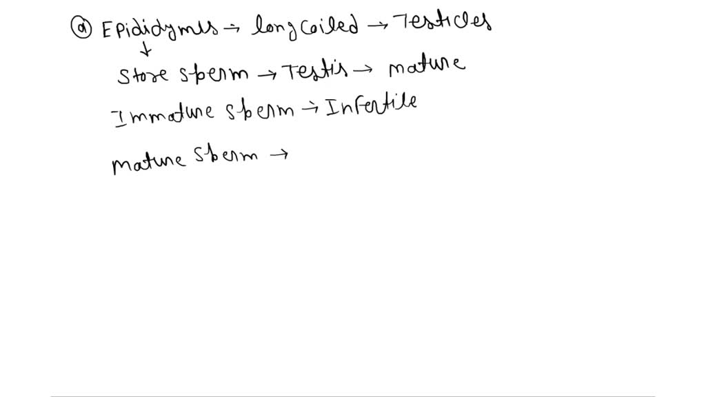 SOLVED: 3. How does the pampiniform venous plexus surrounding the ...
