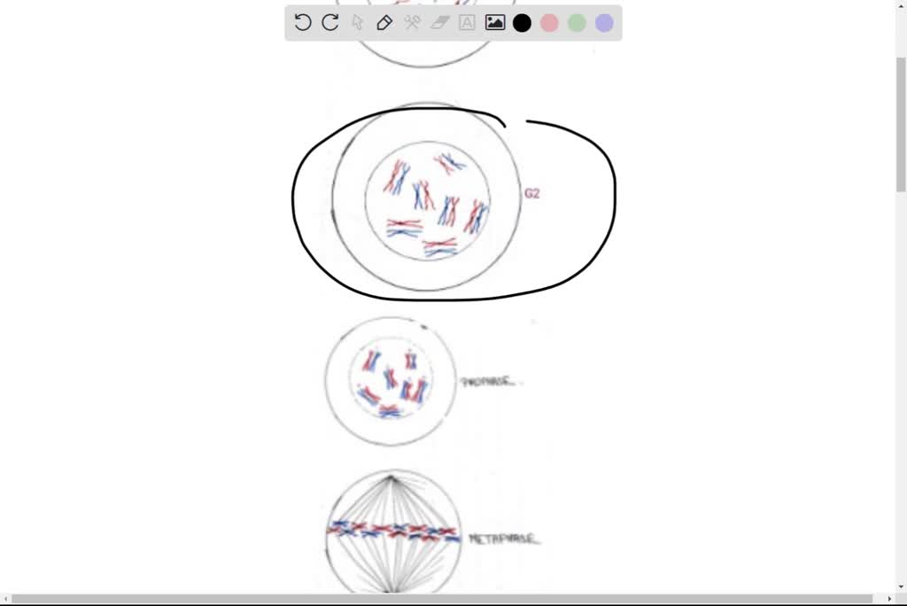 SOLVED: PART 3. MITOSIS (2n=14) On separate pieces of paper, diagram ...