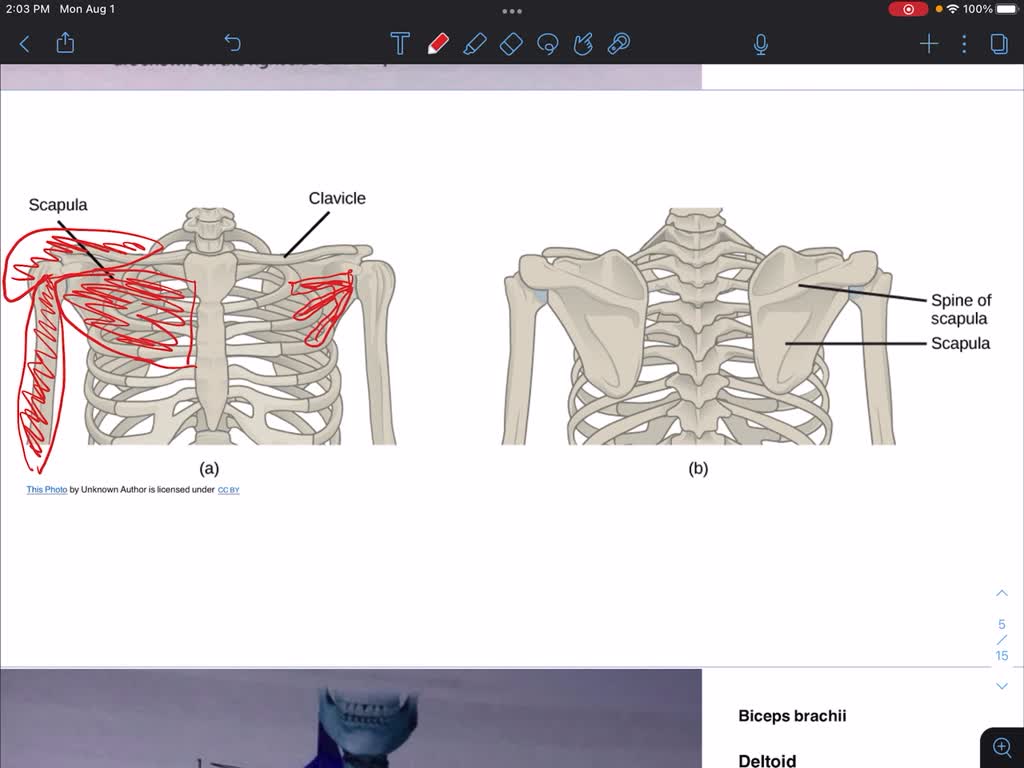 SOLVED: Clanclc sternum numemus Figure 9.4: Muscles Moving the Shoulder ...