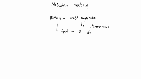 The main differences between prophase i of meiosis and...