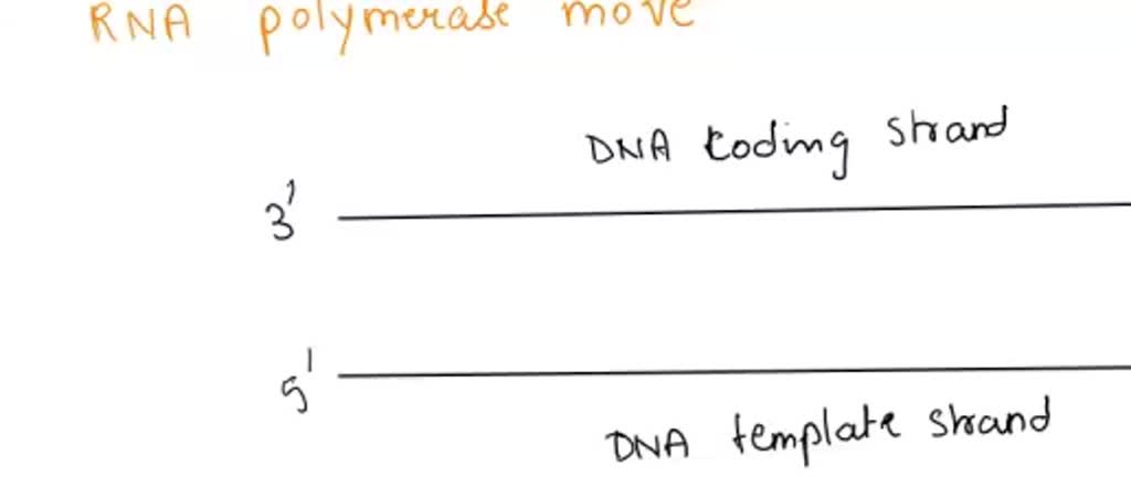 SOLVED: DNA template strand 5' 3' DNA coding strand 3' 5' Given the ...