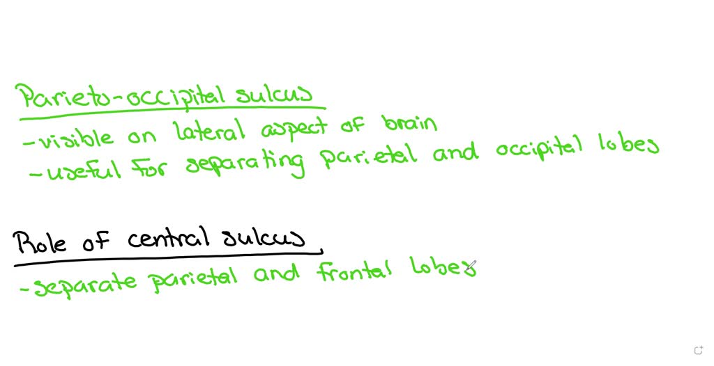 SOLVED: The "Preoccipital notch", "Central sulcus", "Calcarine sulcus ...