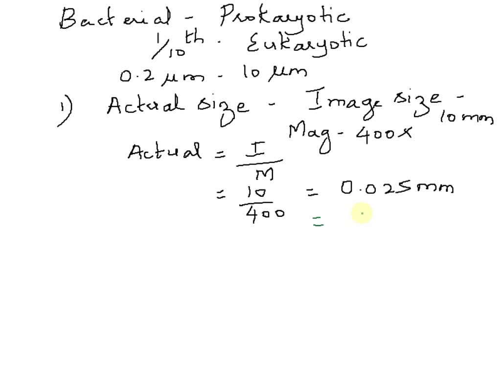 SOLVED The Bacteria You See Here Is Magnified With The Determine The