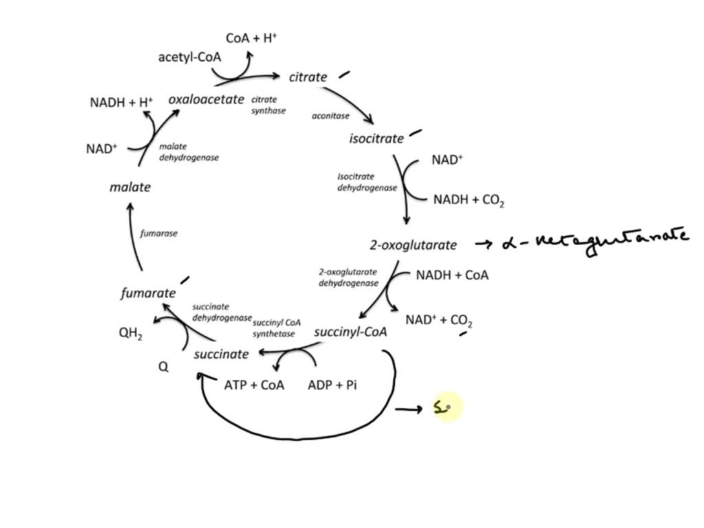 SOLVED: Summarize the Citric Acid Cycle and Oxidative Phosphorylation ...