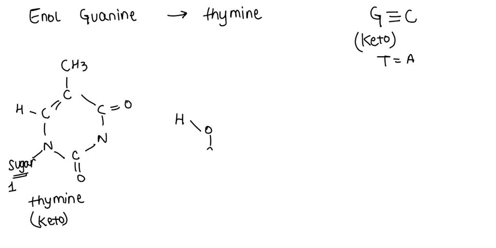 SOLVED: The rare enol tautomer of guanine forms complementary base pair ...