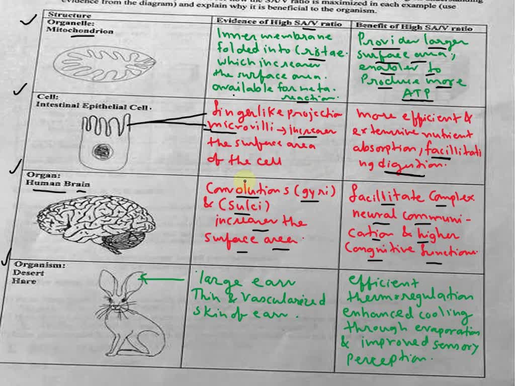 SOLVED: In addition to maximizing SA/V ratios by limiting cell size ...