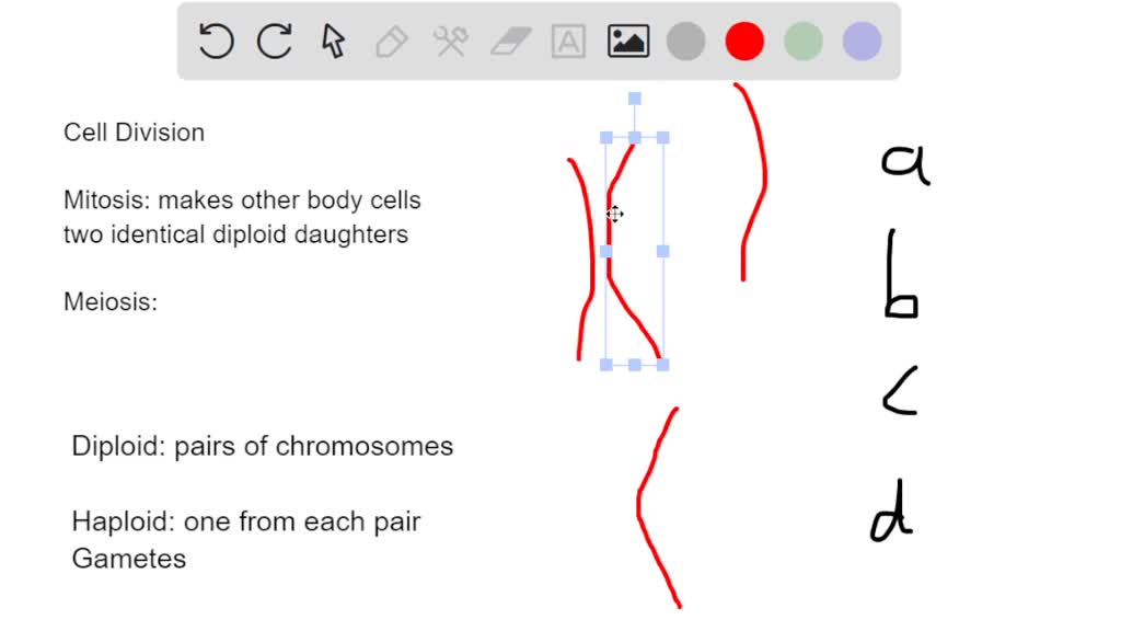 SOLVED: 9. Daughter cells produced by mitosis are genetically identical ...