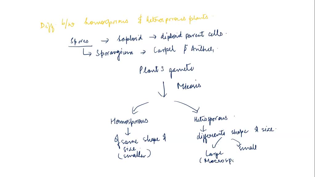 SOLVED: What is the difference between homosporous and heterosporous ...