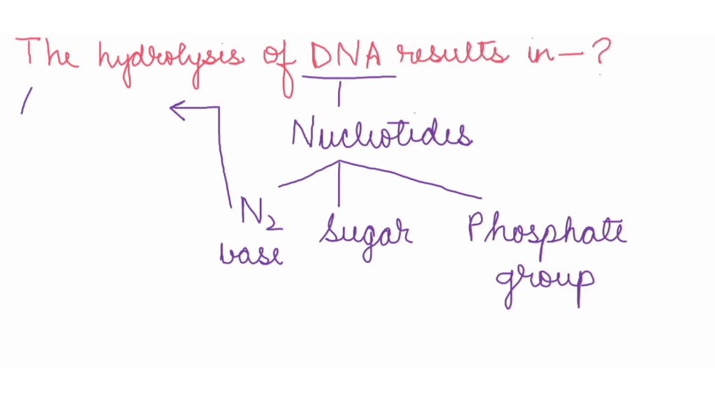 SOLVED: The hydrolysis of DNA results in Select one: a,amino acids b ...