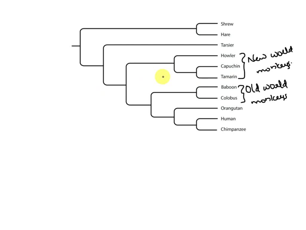 SOLVED: Baboons and colobuses are Old World monkeys. Howlers, capuchins ...