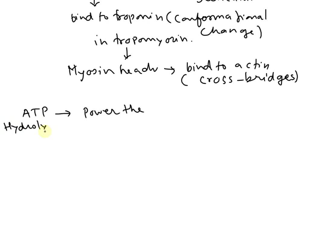 SOLVED: An action potential is generated in the cultured muscle fiber ...