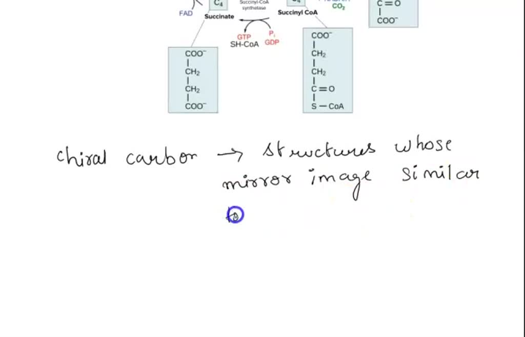 SOLVED: Using the citric acid cycle map below, identify the ...