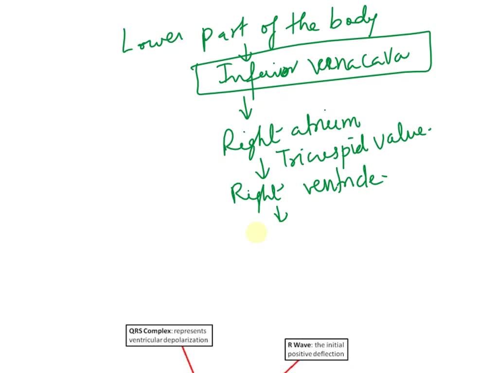 1.A drop of Blood is traveling from the Inferior Vena Cava into the ...