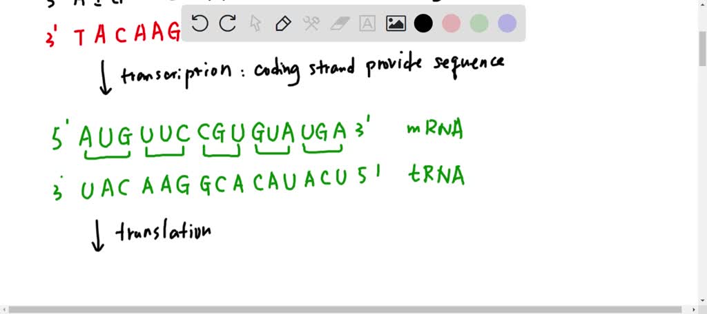 SOLVED: A template strand of DNA reads: CTA. Determine what the corresponding mRNA codon, tRNA ...