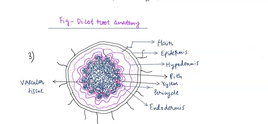 SOLVED: Comparative the anatomy of dicots and monocots Correctly label ...