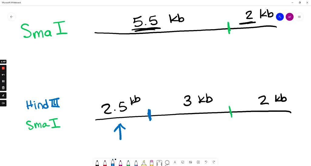 A linear fragment of DNA is cleaved with the individual restriction ...