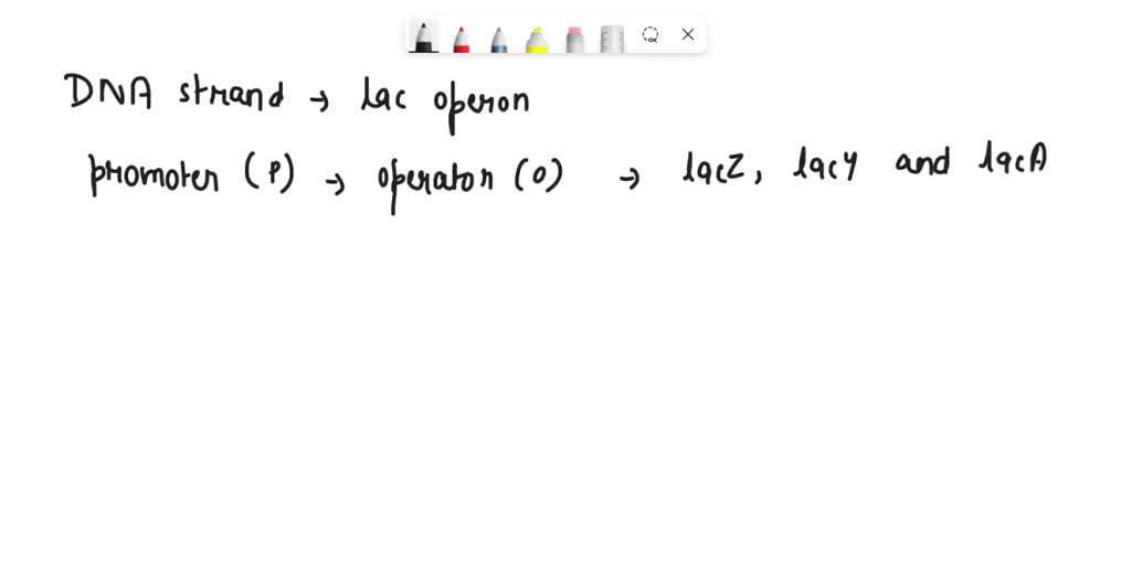SOLVED: Draw diagram below ofthe lac operon, including the gene for the ...