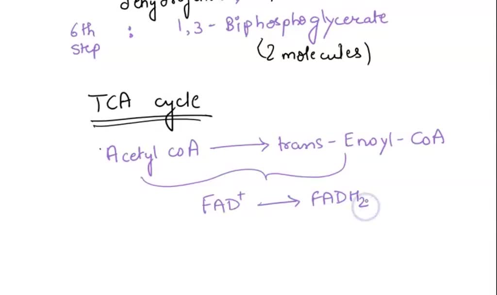 SOLVED: How many molecules of NADH and FADH2 are made if one glucose ...